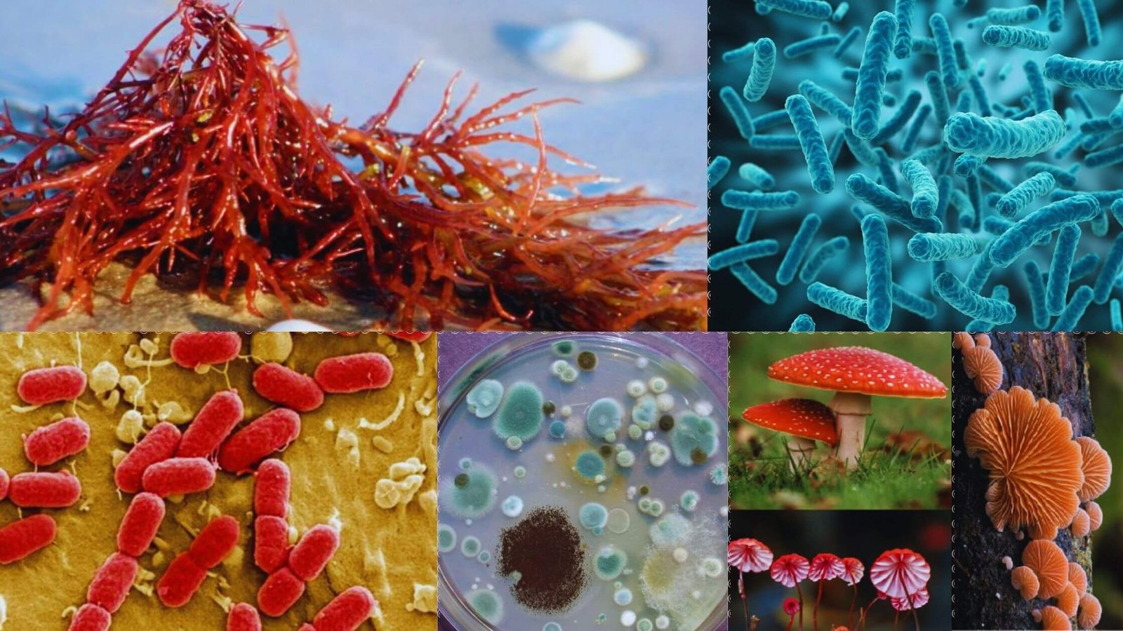 Smallest living organisms: Everything you need to know - Curious Elf