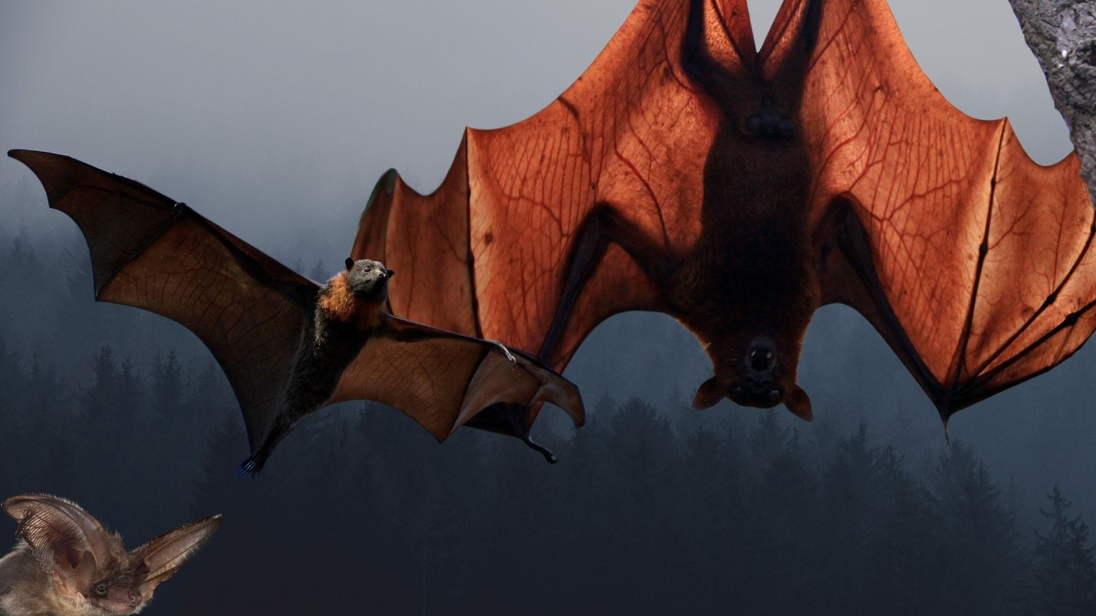 8 Fascinating facts about bats - Curious Elf